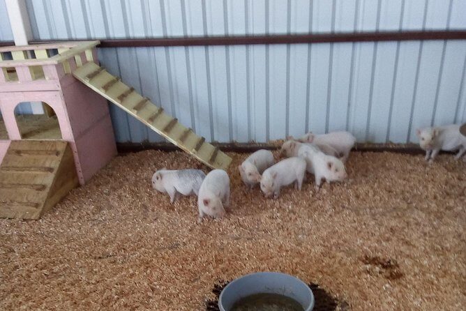 Pai Pai tour - The Sum Up