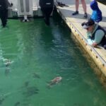 Paihia/Russell: Hole in the Rock Cruise with 2 Island Stops - The Itinerary Breakdown