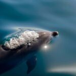 Paihia/Russell: Hole in the Rock, Dolphins & Island Cruise - The Practical Side