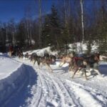 Palmer: "Dogs and Glaciers" Sledding and Helicopter Tour - An Overview of the Tour Experience