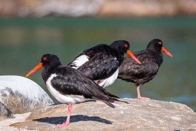 Pambula River Kayaking Tour - What It’s Like to Paddle with Experts