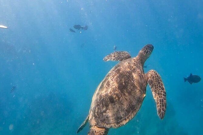 Paradise Honu Morning Snorkeling Tour - Practical Details: Transportation, Timing & Group Size