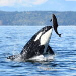Parksville: Half-Day Whale and Wildlife Adventure - What You Can Expect: A Detailed Breakdown