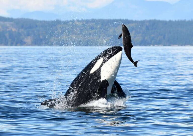 Parksville: Half-Day Whale and Wildlife Adventure - What You Can Expect: A Detailed Breakdown