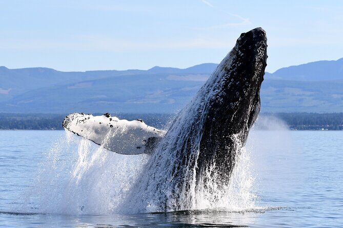 Parksville Half Day Whale and Wildlife Adventure - Deep Dive into the Experience