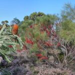 Pedals & Petals - Discovering Wildflowers Bike Tour Kings Park - Exploring Kings Park on Two Wheels