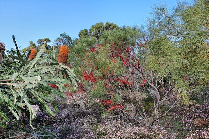 Pedals & Petals - Discovering Wildflowers Bike Tour Kings Park - Exploring Kings Park on Two Wheels