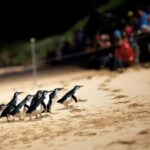 Penguin Parade, & Wildlife Encounters Eco Tour from Melbourne - Who Will Love This Tour?
