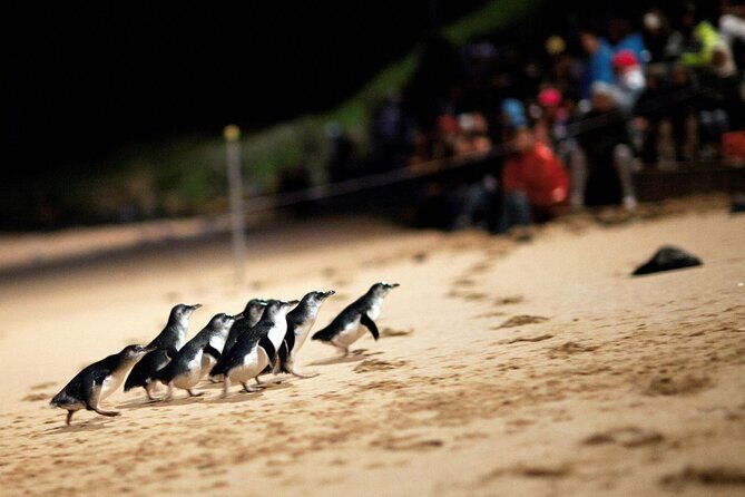Penguin Parade, & Wildlife Encounters Eco Tour from Melbourne - Who Will Love This Tour?