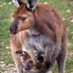 Penneshaw: Shore Excursion Kangaroo Island Scenic Tour - The Transport and Group Dynamics