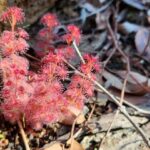 Perth: Abyssinia Rock Hiking Experience - The Guides: Knowledgeable and Supportive