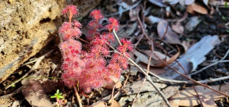 Perth: Abyssinia Rock Hiking Experience - The Guides: Knowledgeable and Supportive