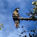 Perth: Darling Range Twilight Wander - Detailed Experience Breakdown