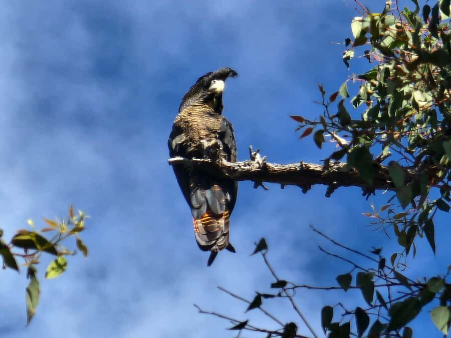 Perth: Darling Range Twilight Wander - Detailed Experience Breakdown