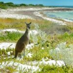 Perth: Pinnacles Stargazing, Sandboarding & Beach Kangaroos - Why This Tour Provides Great Value