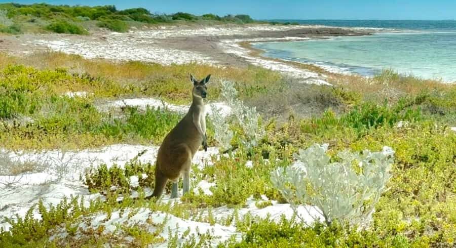 Perth: Pinnacles Stargazing, Sandboarding & Beach Kangaroos - Why This Tour Provides Great Value