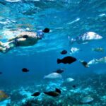 Perth to Exmouth with Monkey Mia & Ningaloo Reef - Why This Tour Offers Great Value