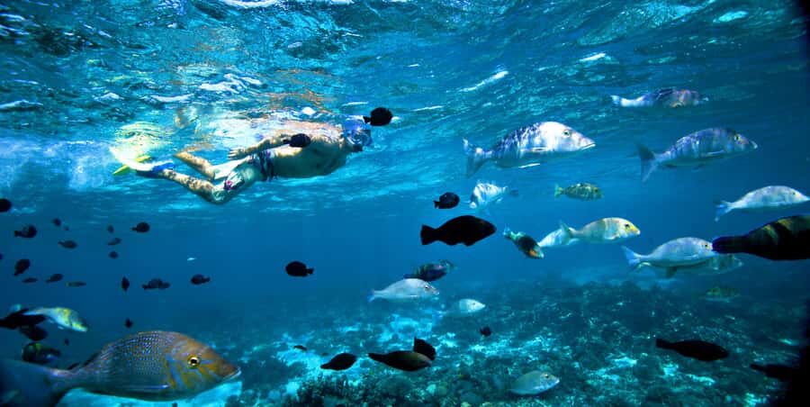 Perth to Exmouth with Monkey Mia & Ningaloo Reef - Why This Tour Offers Great Value