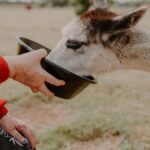 Peterborough: Alpaca Meet and Greet Experience - What to Expect from the Tour