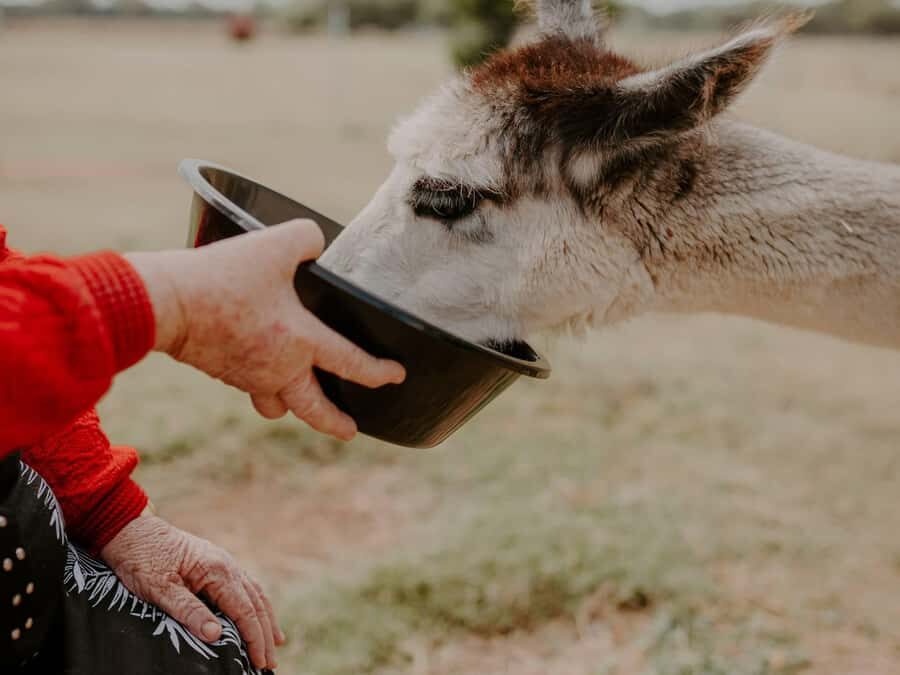 Peterborough: Alpaca Meet and Greet Experience - What to Expect from the Tour