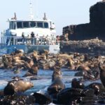 Philip Island: Seal Watching Cruise - The Itinerary and What to Expect
