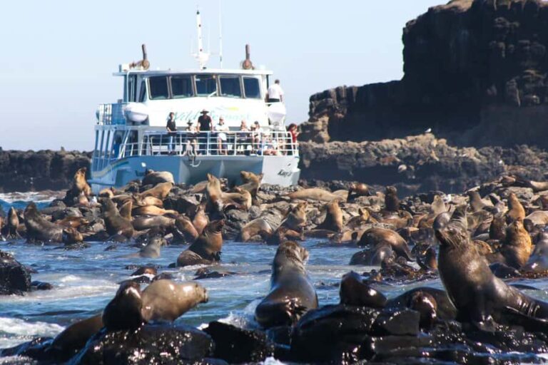 Philip Island: Seal Watching Cruise - The Itinerary and What to Expect