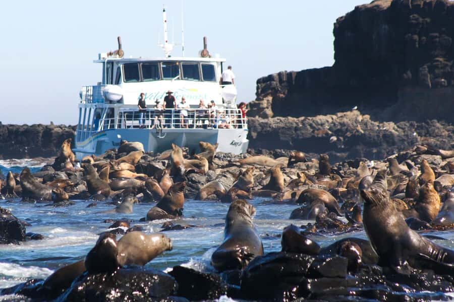Philip Island: Seal Watching Cruise - The Itinerary and What to Expect