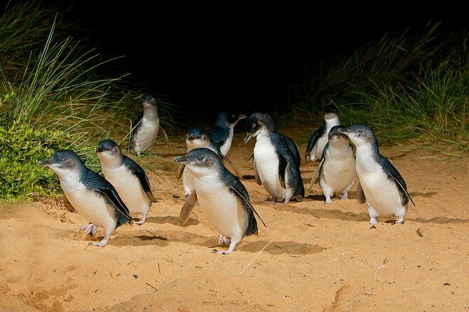 Phillip Island and French Island Wildlife Expedition - Starting Point: Stony Point Ferry Terminal
