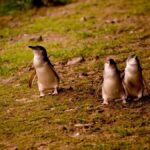 Phillip Island: Golden Hour Penguin Express Tour - What Makes This Tour Stand Out?