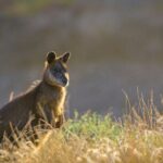 Phillip Island: Golden Hour Penguin Express Tour w/ Island Pickup - Twilight Wildlife Watching at Summerlands