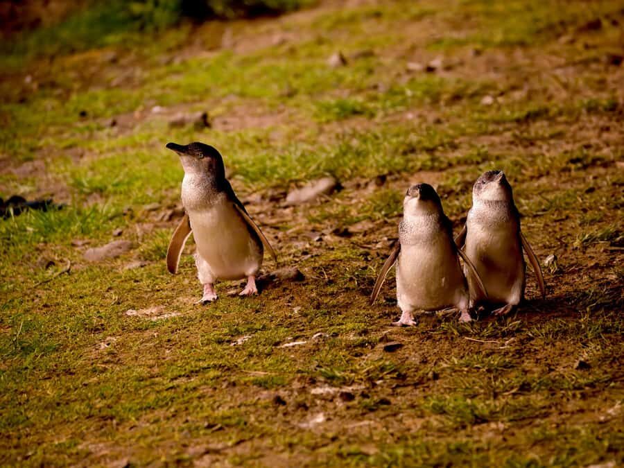 Phillip Island: Golden Hour Penguin Express Tour - What Makes This Tour Stand Out?