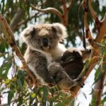 Phillip Island: Hop-On Hop-Off Bus Tour - What to Expect at Each Stop