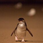 Phillip Island Medium Size Group Tour - Detailed Breakdown of the Itinerary