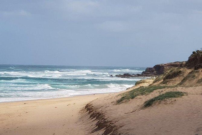 Phillip Island Penguin and wildlife Tour - Authentic Insights from Reviewers