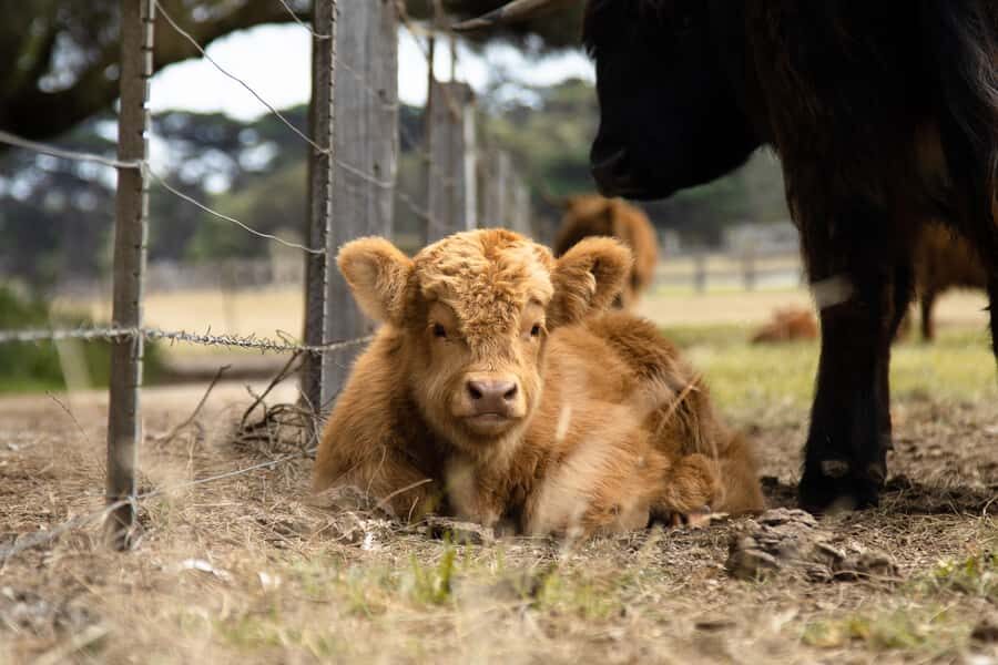 Phillip Island: Penguin Parade and Multi Attraction Pass - Who Would Love This Tour?