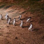 Phillip Island Penguin Parade Day Tour from Melbourne - Authentic Insights from Travelers