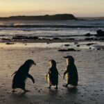 Phillip Island Penguin Parade Day Trip with Koala Conservation Reserve Visit - Considerations for Your Visit