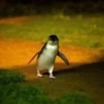Phillip Island: Penguins and Wildlife Full-Day Tour - What Makes This Tour Stand Out?