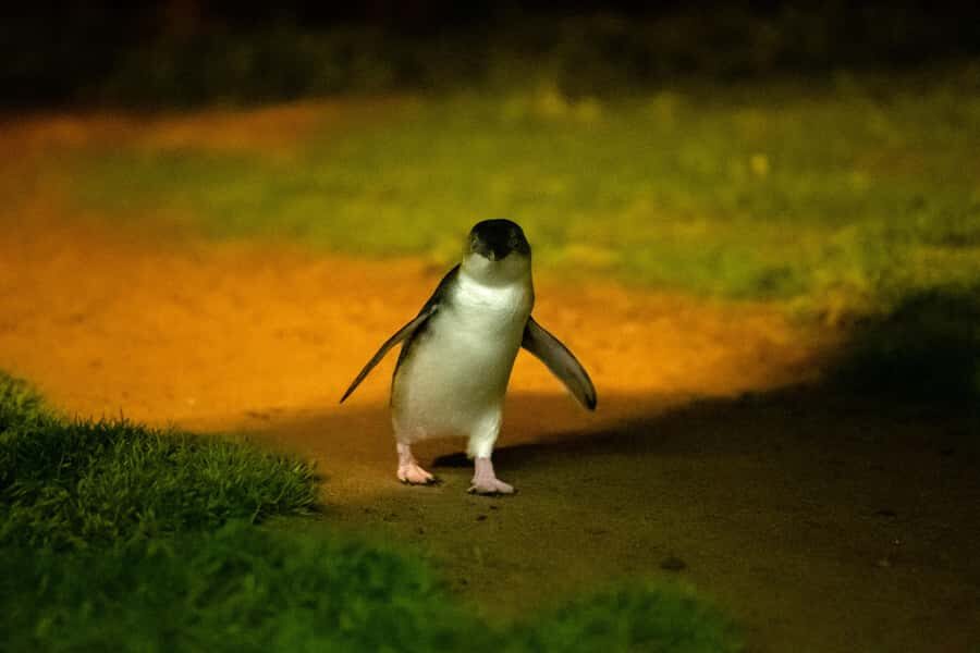 Phillip Island: Penguins and Wildlife Full-Day Tour - What Makes This Tour Stand Out?