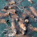 Phillip Island Seal-Watching Cruise - Detailed Breakdown of the Experience