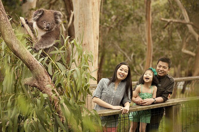 Phillip Island Tour - Koala's, Wallabies & Little Penguins. - What Makes This Tour Stand Out?