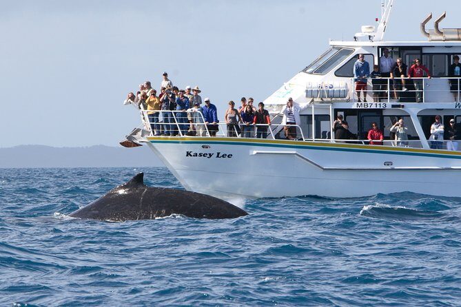 Phillip Island Whale Watching Tour - Final Thoughts: Is It Worth It?