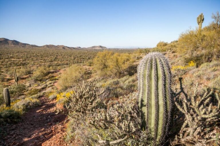 Phoenix/Scottsdale: Apache Trail Tour & Canyon Lake Cruise