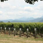 Picton & Blenheim Scenic Tour - Who Will Love This Tour?