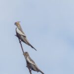 Pilbara Bird Tours - The Experience’s Authenticity & Reviewer Insights