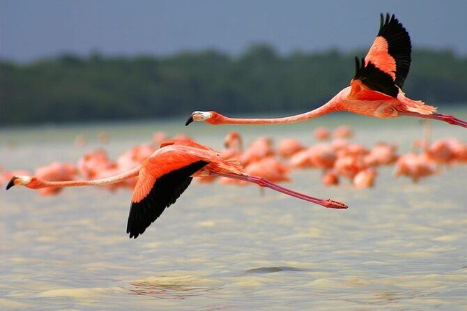 Pink Lake Lagoon and Rio Lagartos Tour from Playa del Carmen - Who Will Love This Tour?