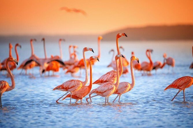 Pink Waters of Las Coloradas, Pink Flamingos and Colonial City of Valladolid, - Wildlife Encounters at Rio Lagartos