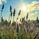 Pinnacles Lobster Yanchep Small Group Day Tour from Perth - The Sum Up