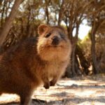 Pinnacles & Rottnest Island Scenic Air & Ground Tour - Why This Tour Is Worth Considering