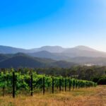 Pizzini Wines: Italian Wine Tasting and Picnic Experience - The Practical Bits